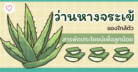 ว่านหางจระเข้ ของใกล้ตัว สารพัดประโยชน์เพื่อลูกน้อย