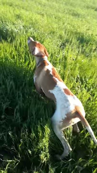 ინგლისური პოინტერი ლ ციციშვილის 1ადგილოსანი Youtube