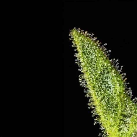 Hypno Seeds Breeder Seed Bank Info Growdiaries