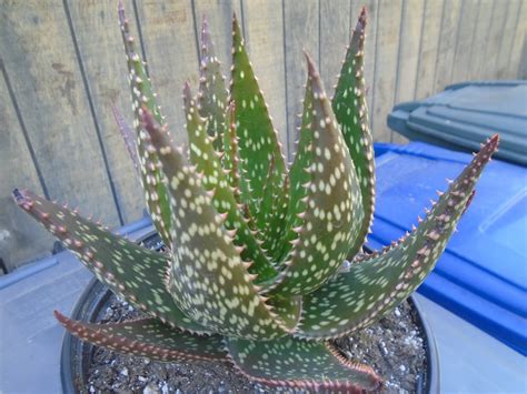 Aloe Apache Hybrid Fully Rooted Etsy