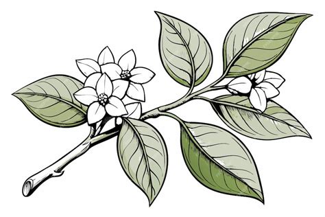 Elegant Handdrawn Sampaguita Branch Vector With Flowers Isolated On