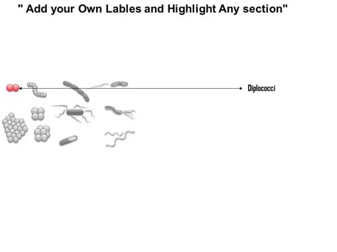 Common Bacteria Infecting Human Medical Images For PowerPoint Presentation PowerPoint