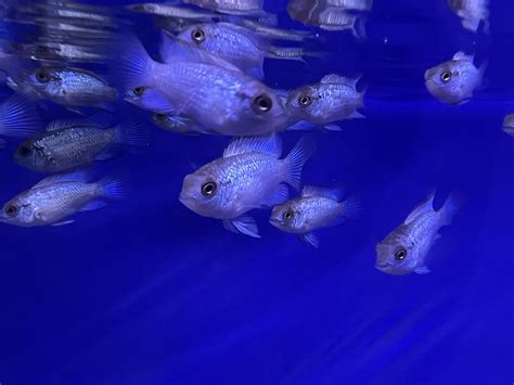 Electric Blue Acara Andinoacara Pulcher Aqua Heaven