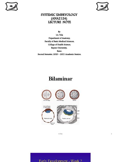 Systemic Embryology Pdf Fetus Pregnancy