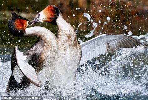 Pūteketeke beats out the iconic kiwi in New Zealand's 'Bird of Century' poll after campaign by ...