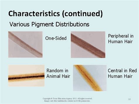 Trace Evidence Hair Forensic Science Hair Is A