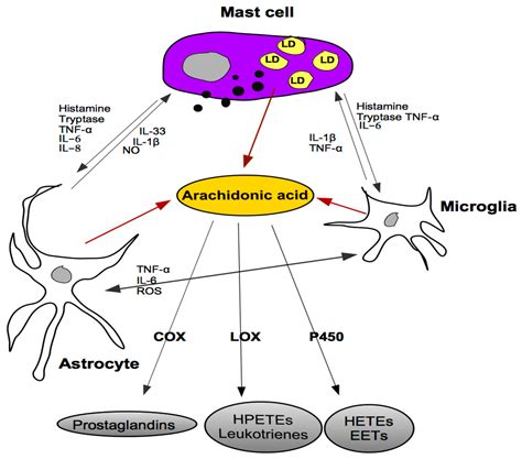 Arachidonic Acid Cascade