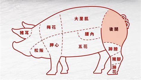 豬里肌肉是什麼部位？豬排、排骨都是它！國人最常吃的豬肉大揭秘 美味日常