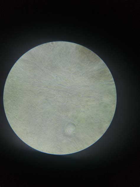 Mac Software For Amscope Camera R Microscopy