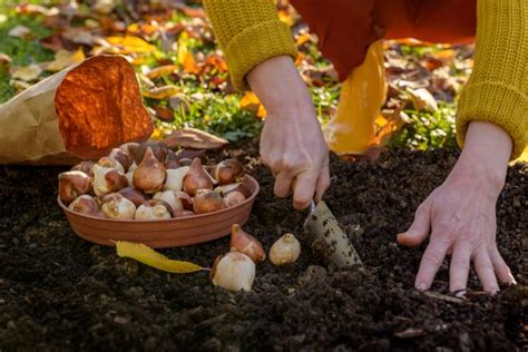 Que Faire Dans Son Jardin En Novembre Retrouvez Tous Nos Conseils De