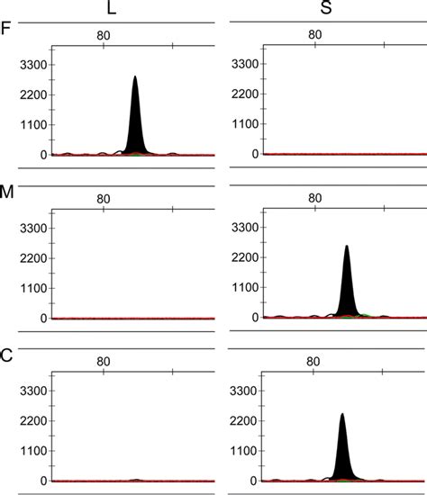 Electropherogram Of Genotypes At Rs71405519rs4476391 F Father M