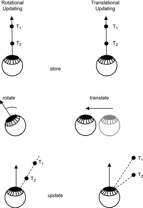 Schematic Illustration Of The Geometry Underlying Spatial Updating