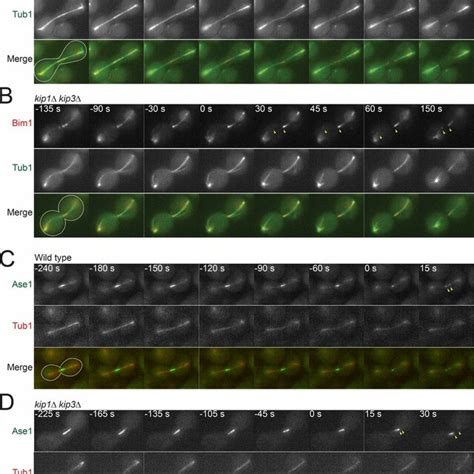 Presence Of A Functional Spindle Midzone Structure In The Absence Of