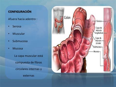 Anatomía Colon Ano Y Recto