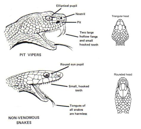 How To Tell If A Snake Is Venomous Or Not Attic Kings