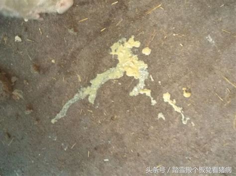 駕馭豬病—養豬人要知道這些小技巧，不花錢解決大問題 每日頭條