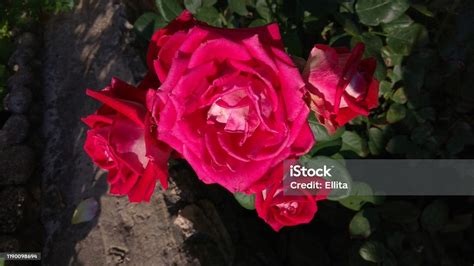 아침 햇살에 관목에 광택 어두운 녹색 잎과 이중 색상 분홍빛이 도는 빨간색 흰색 무성한 장미의 클러스터 0명에 대한 스톡 사진