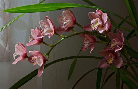 Creating The Perfect Potting Mix For Your Cymbidium Orchid Orchidsdiy