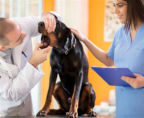 Why Vca Vca Animal Hospitals