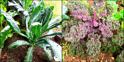 Kale Made Three Ways Proud Italian Cook