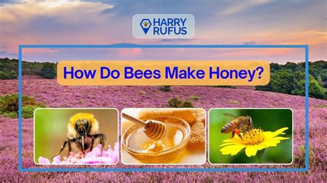 The Secret Behind The Sweetness How Do Bees Make Honey