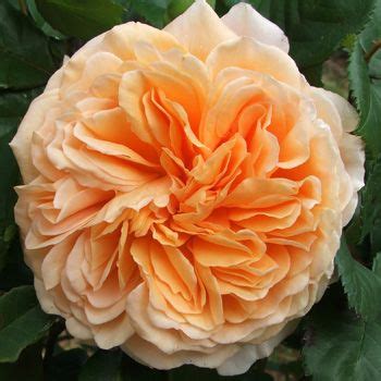 Crown Princess Margareta Rose Peonies Garden Flowers English Roses