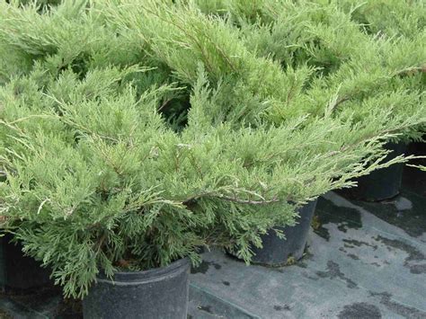 Juniper Blue Danube Falk Nurseries