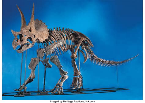 Triceratops Skeleton Model