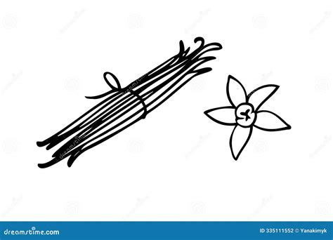 Hand Drawn Vanilla Beans Along With A Flower Icon Doodle Style Vanilla