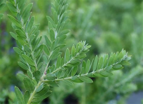 アカシア ミモザブルーブッシュ nae yaherbal tree shop ハーバルツリーショップ なえやnae ya