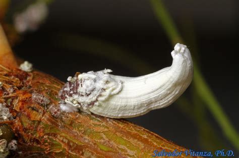 Hemiptera Sternorrhyncha Monophlebidae Giant Scale Insects B Urban