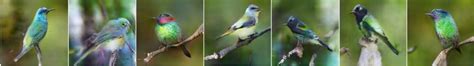 Implementing Stackgan Using Keras — Text To Photo Realistic Image
