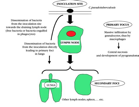 Schematic Development Of Pyogranuloma During An Experimental