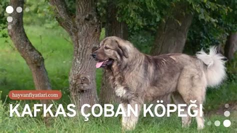 Kafkas Çoban Köpeği Fiyatları 2025