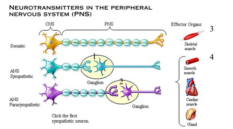 Parasympathetic Nervous System Neurotransmitters Parasympathetic Nervous System Neurotransmitters