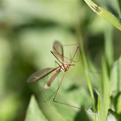 Mosquito In The Grass Outdoors Macro Stock Image Image Of Drop