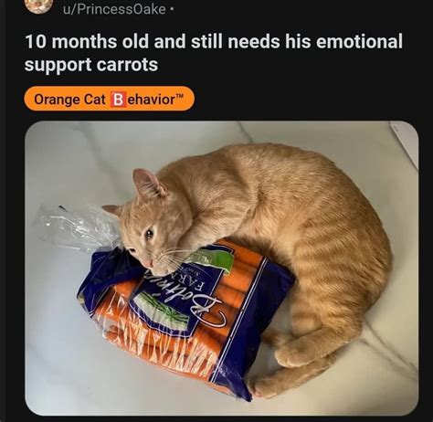 Instagram Photo By Introvert Cats • Apr 9 2025 At 922 Pm