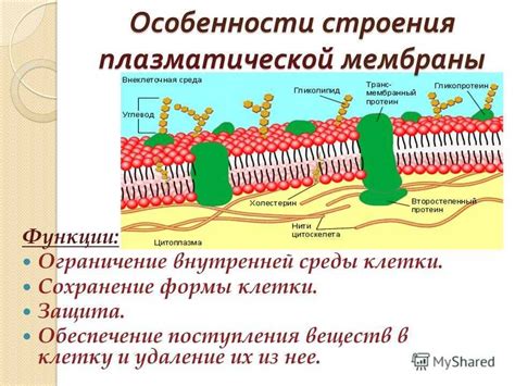 Что такое клеточная мембрана? / справочник