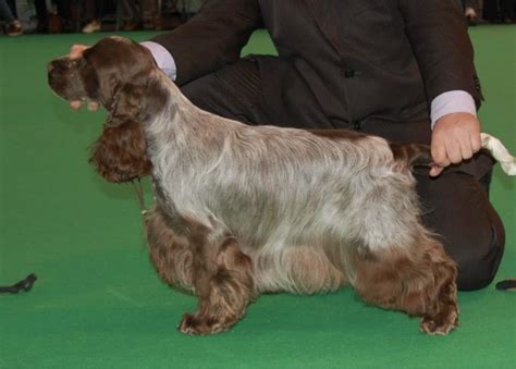 Op Een Rijtje Engelse Cocker Spaniel Club Nederland