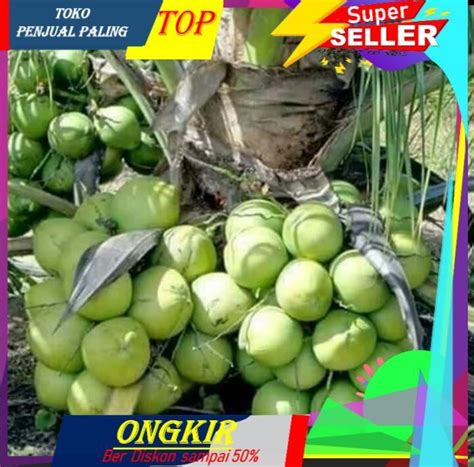 KWALITAS TERBAIK Manis Bibit Tanaman Buah Kelapa Kopyor Genjah UNGGUL