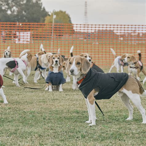 Beagle Meet Up 2023 Meetup フリーステッチ Free Stitch