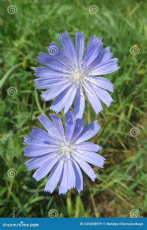 Blue Chicory Flowers In The Meadow Closeup Stock Image Image Of