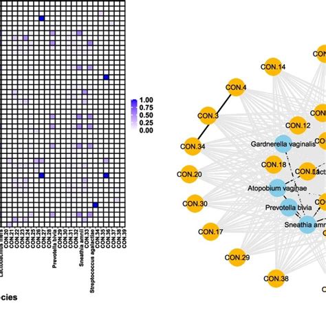 Schematic Diagram Of A Weighted Microbiome Network Based On Adjusted Download Scientific