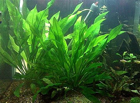 Amazon Sword Plant