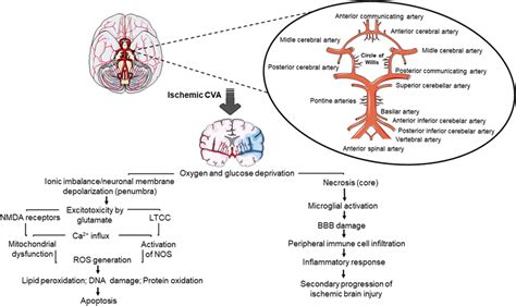 Schematic Representation Of The Signaling Events Caused By Cerebral Download Scientific Diagram