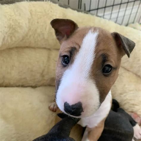 15 Photos Of Miniature Bull Terrier Puppies With Pure Beauty