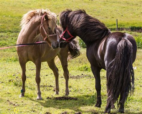Blind Date Round 2 And The Minions My Shetland