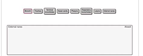 Solved Bronchi Terminal Bronchioles Pharynx Respiratory Bronchioles