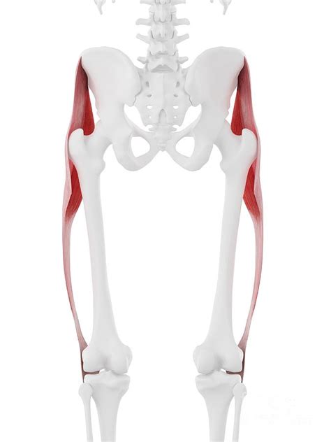 Tensor Fascia Lata Origin And Insertion