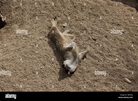 Meerkat Laying On His Back Enjoying The Sunshine In Cotswold Wildlife